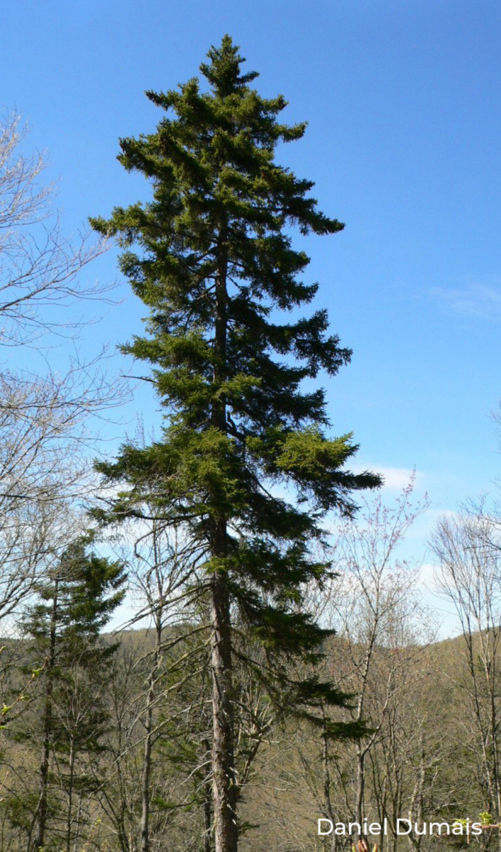Épinette rouge | Association forestière du sud du Québec